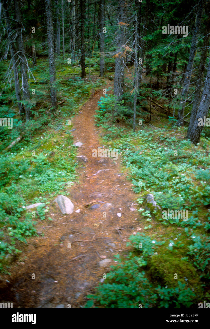 path road trail forest tree lead direction goal grass tree foliage ...