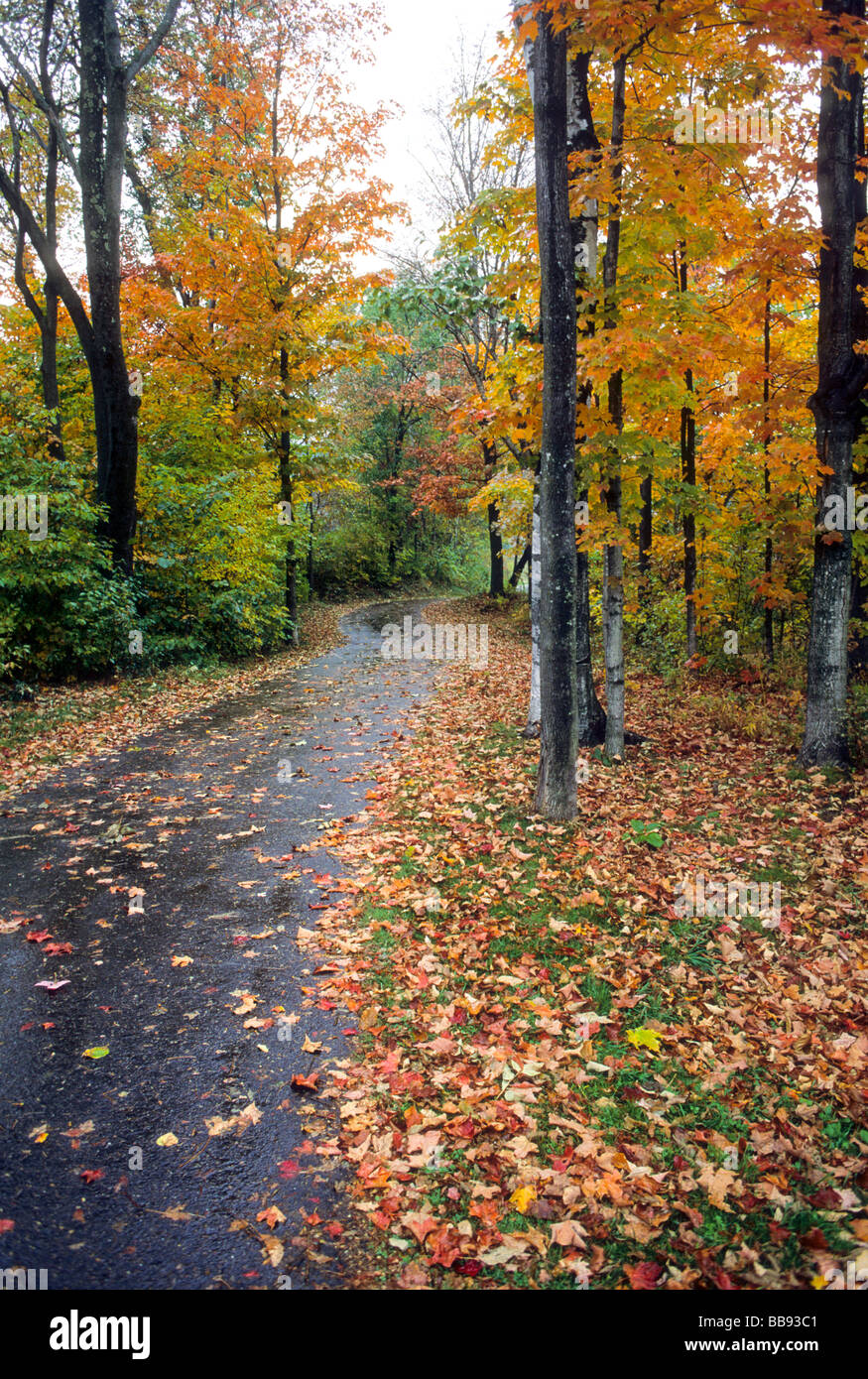Fall tree path hi-res stock photography and images - Alamy