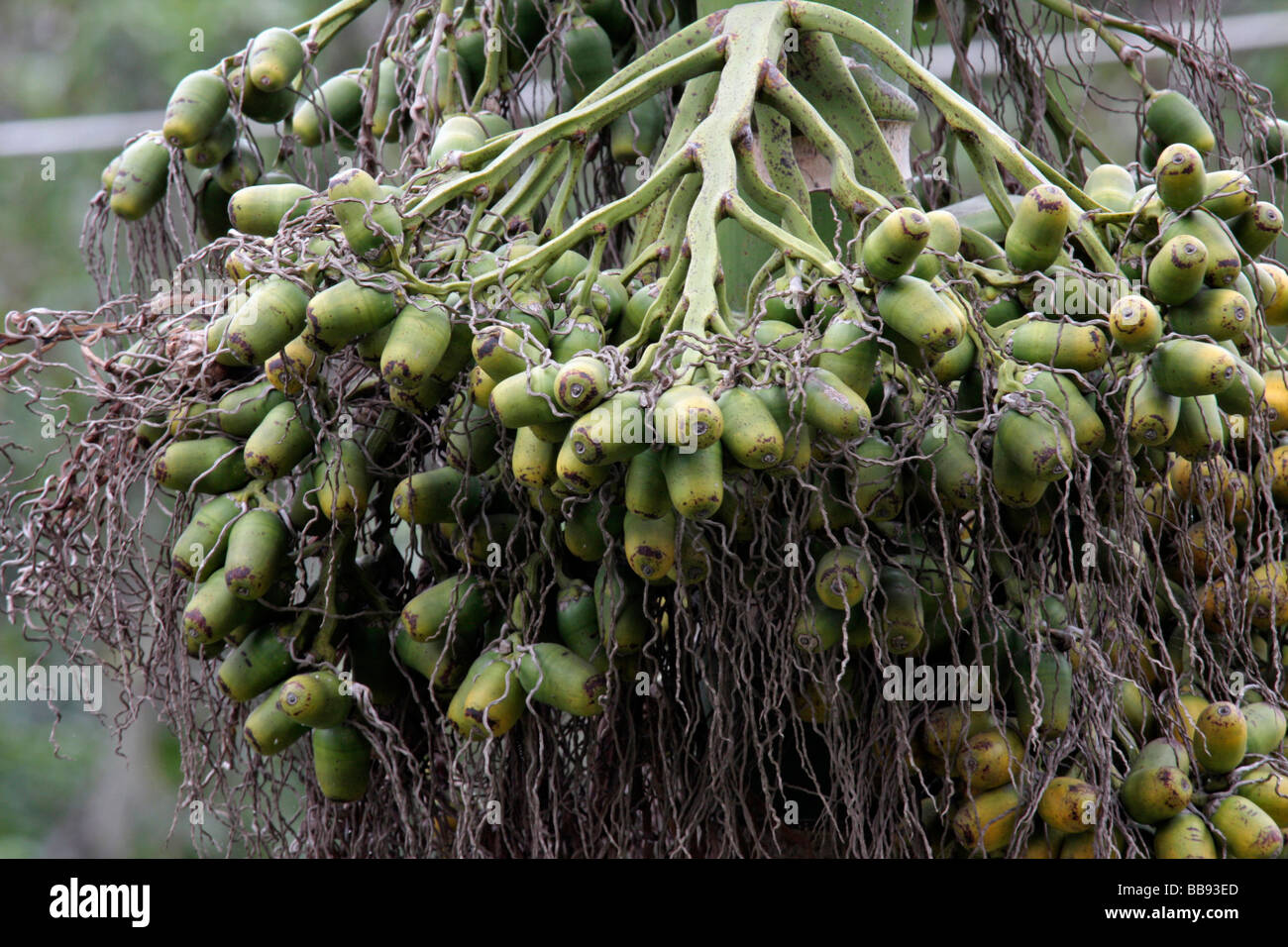 Close up of betel nut tree Taiwan Stock Photo - Alamy