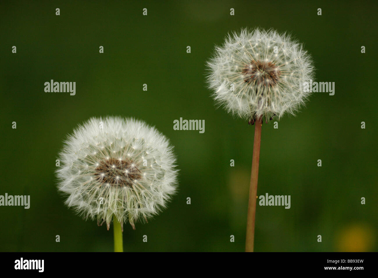 Seedheads hi-res stock photography and images - Alamy