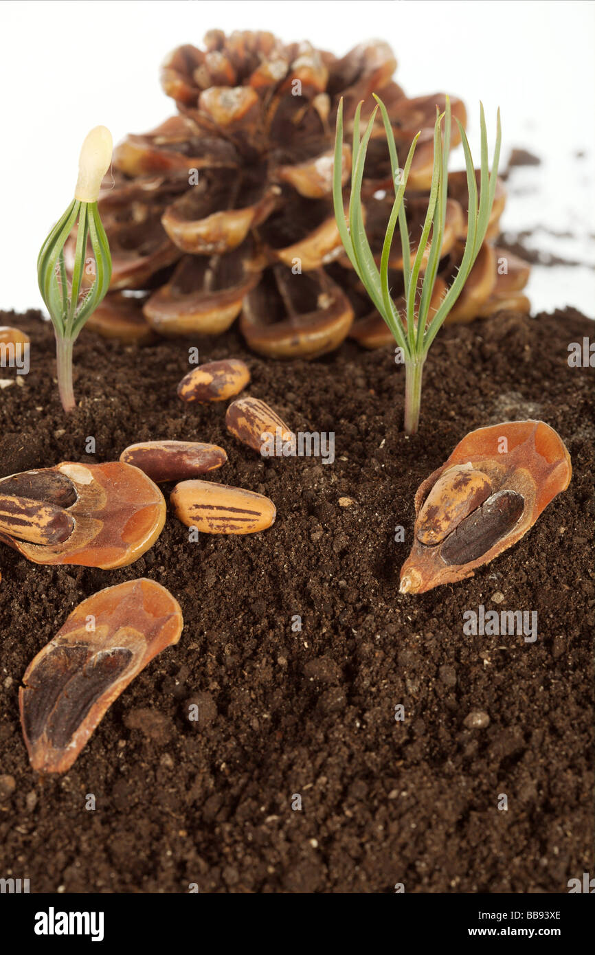 Small green sprouts cedar hi-res stock photography and images - Alamy