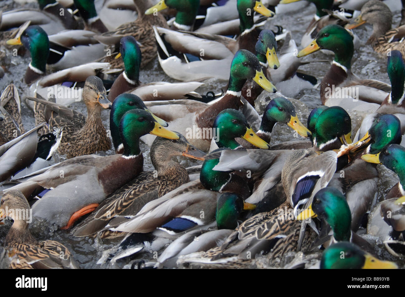 Flocking crowd hi-res stock photography and images - Alamy