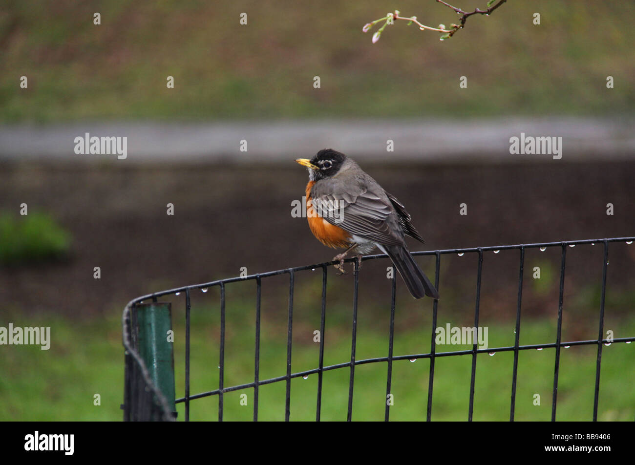 Robin bird sitting on a fence in the rain Stock Photo - Alamy