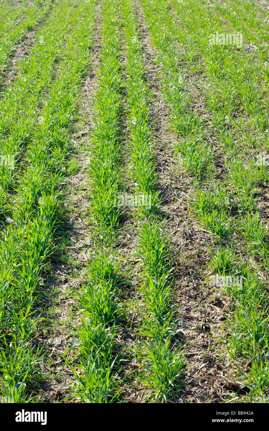 Sowing of winter crops hi-res stock photography and images - Alamy