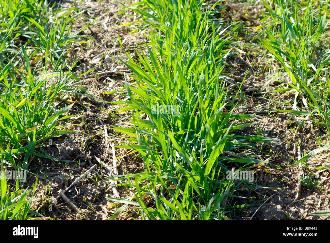 Sowing of winter crops hi-res stock photography and images - Alamy