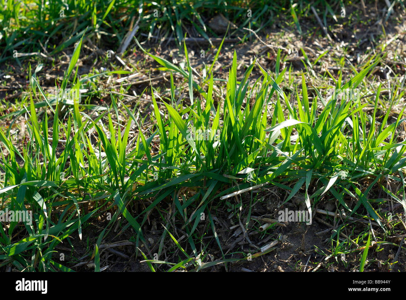 Sowing of winter crops hi-res stock photography and images - Alamy