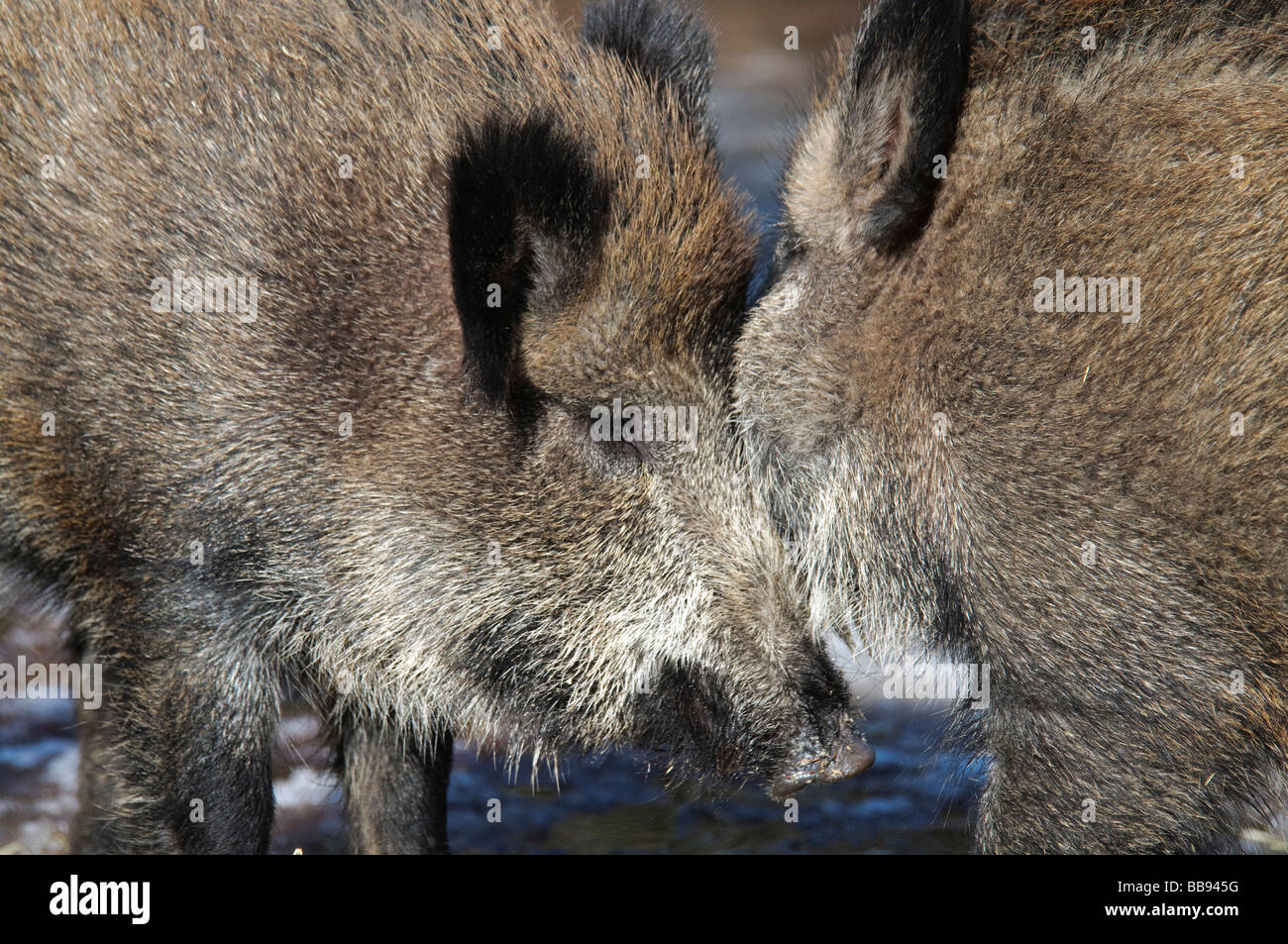 Two wild pigs greeting each other Stock Photo - Alamy