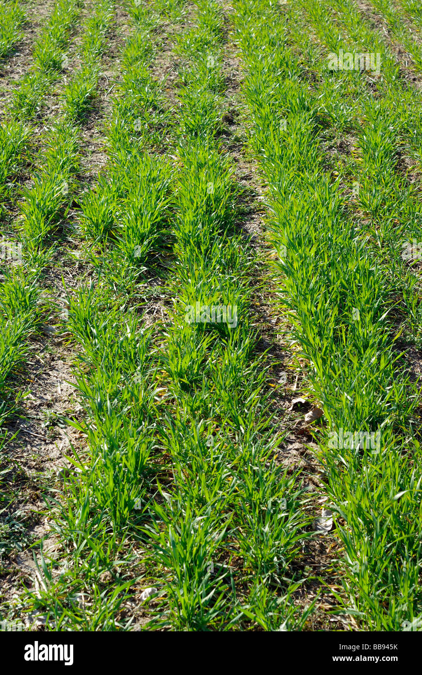 Sowing of winter crops hi-res stock photography and images - Alamy