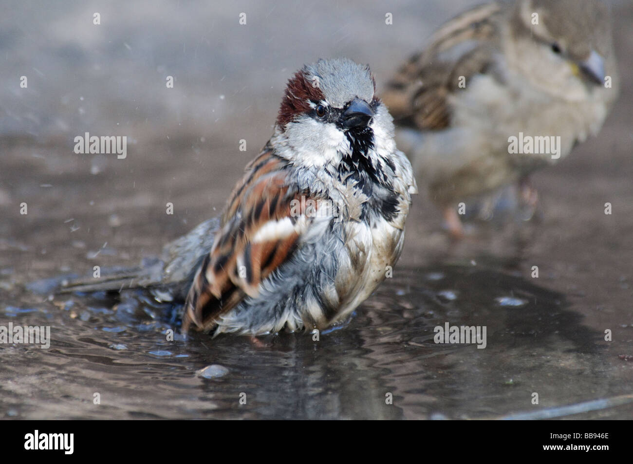 Male house sparrow passer domesticus hi-res stock photography and ...