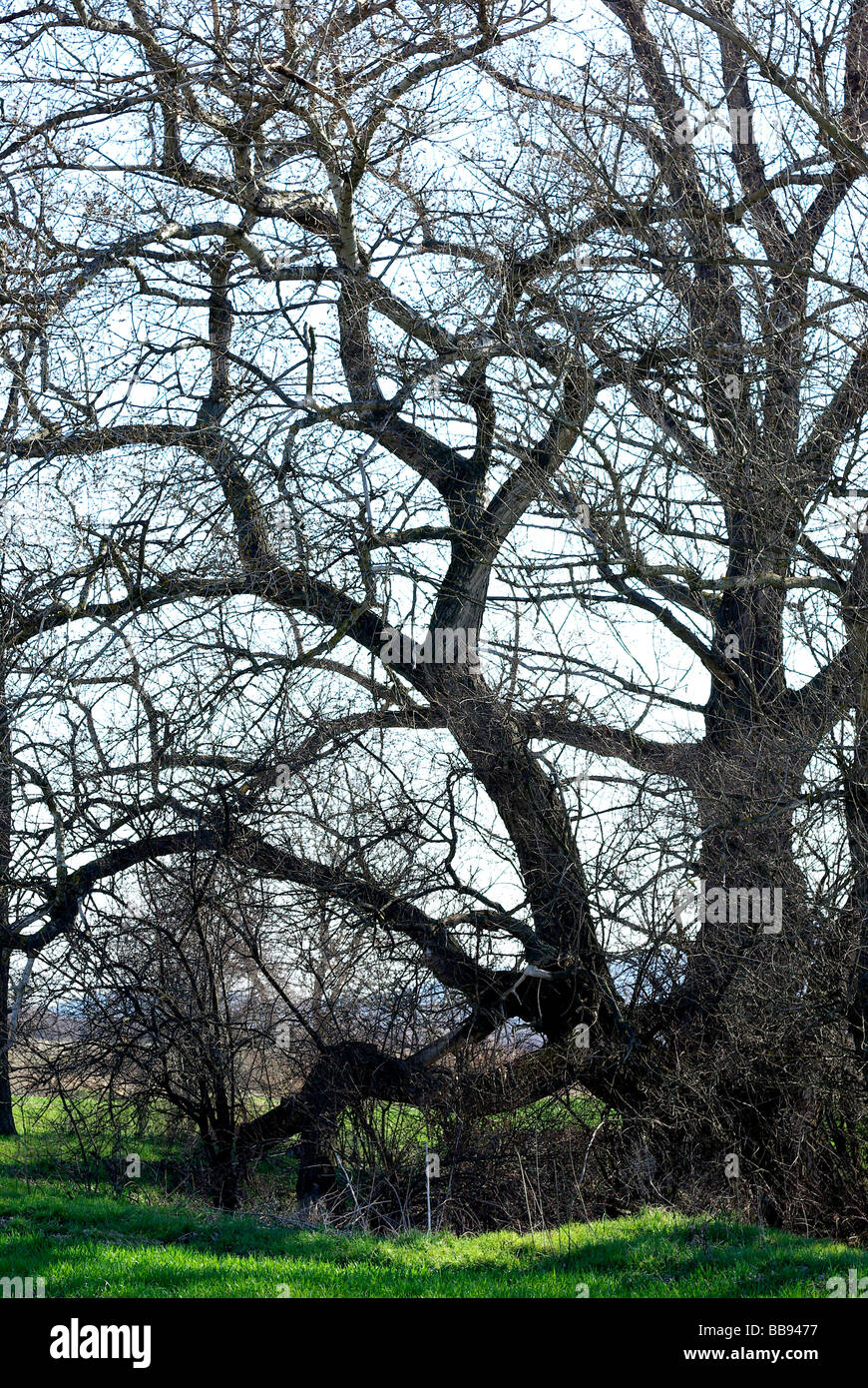 Early spring The tree is budding Stock Photo - Alamy