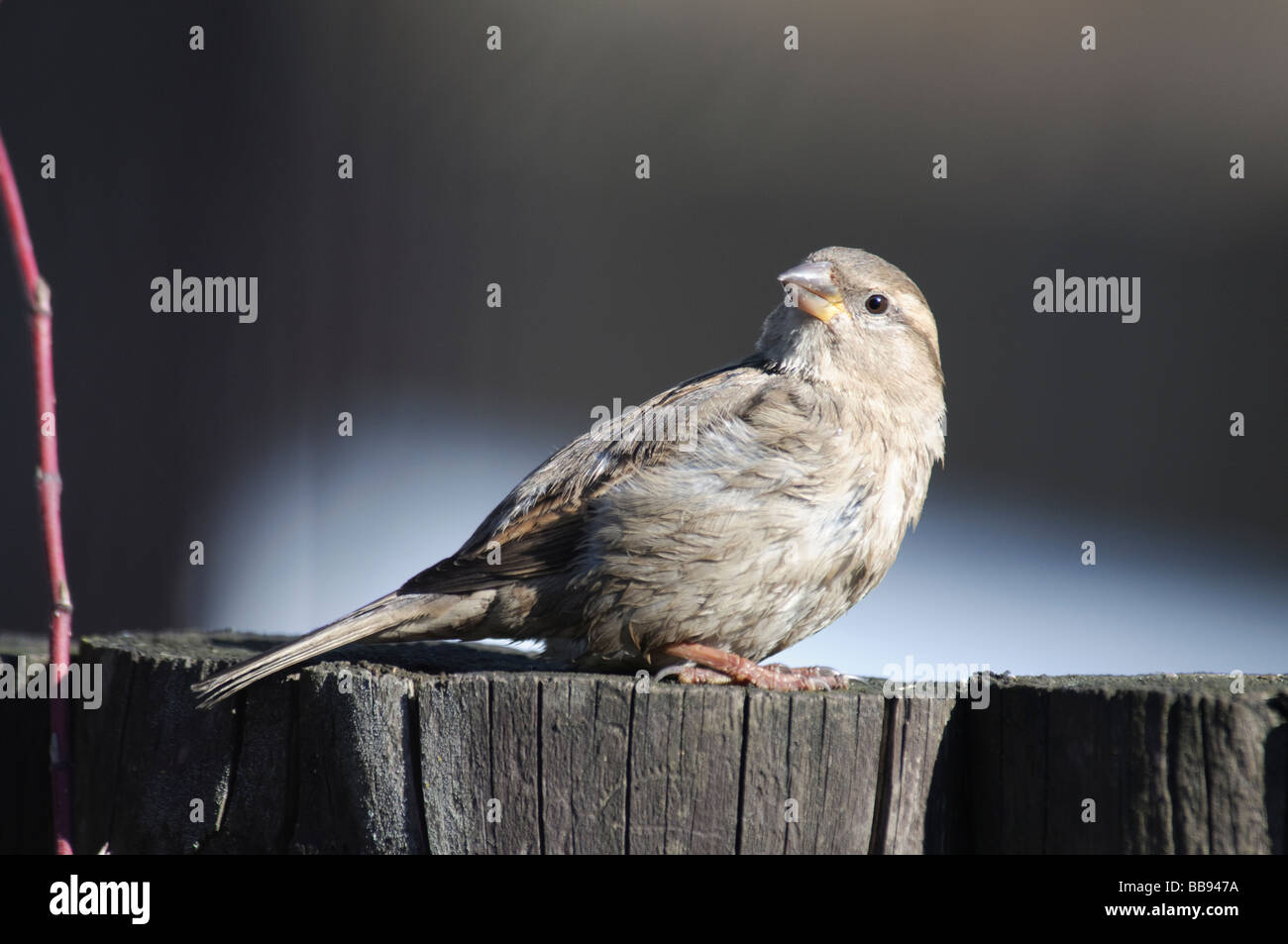 Passer domesticus single female on hi-res stock photography and images ...