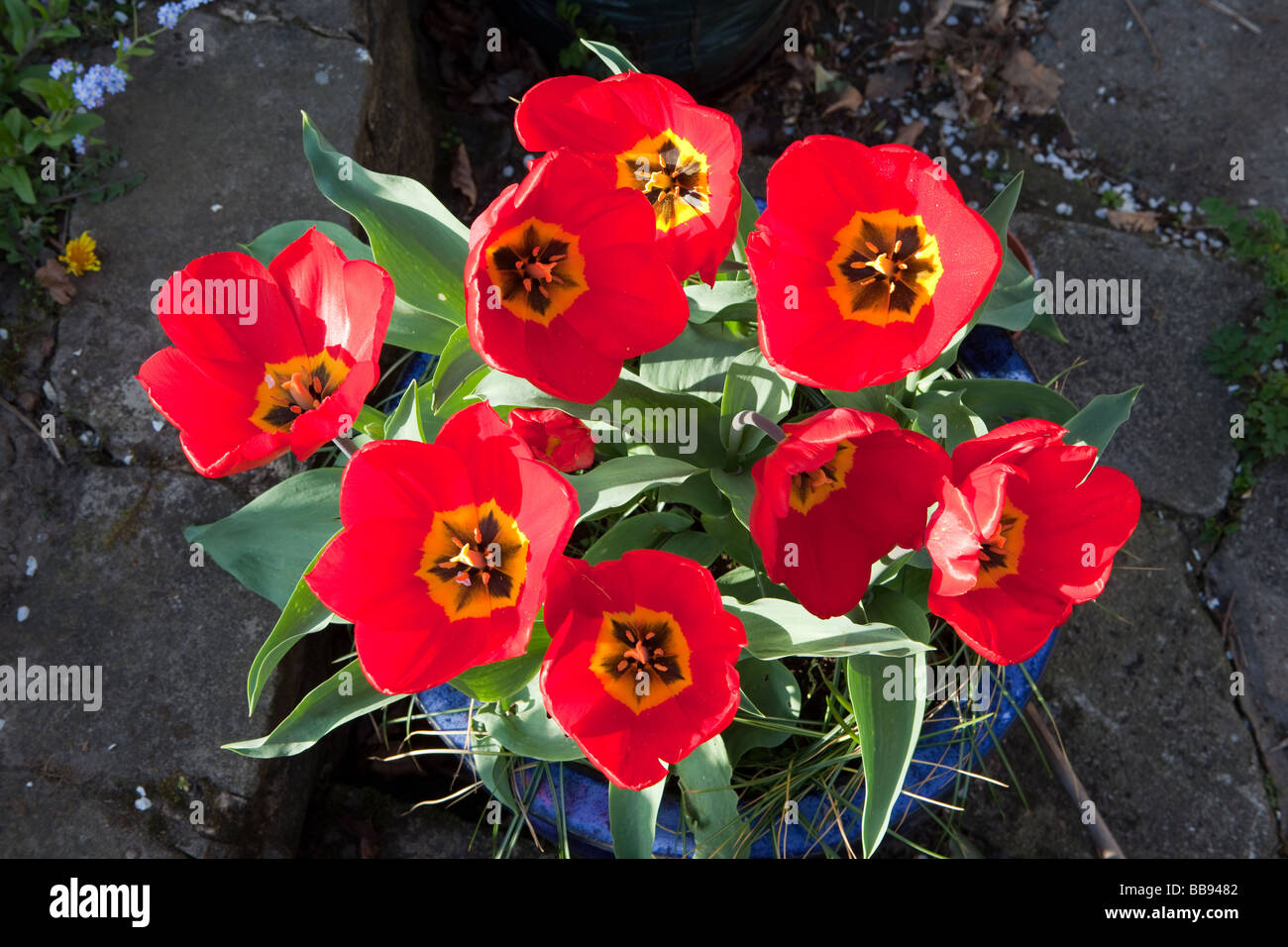 Tub of tulips Stock Photo - Alamy