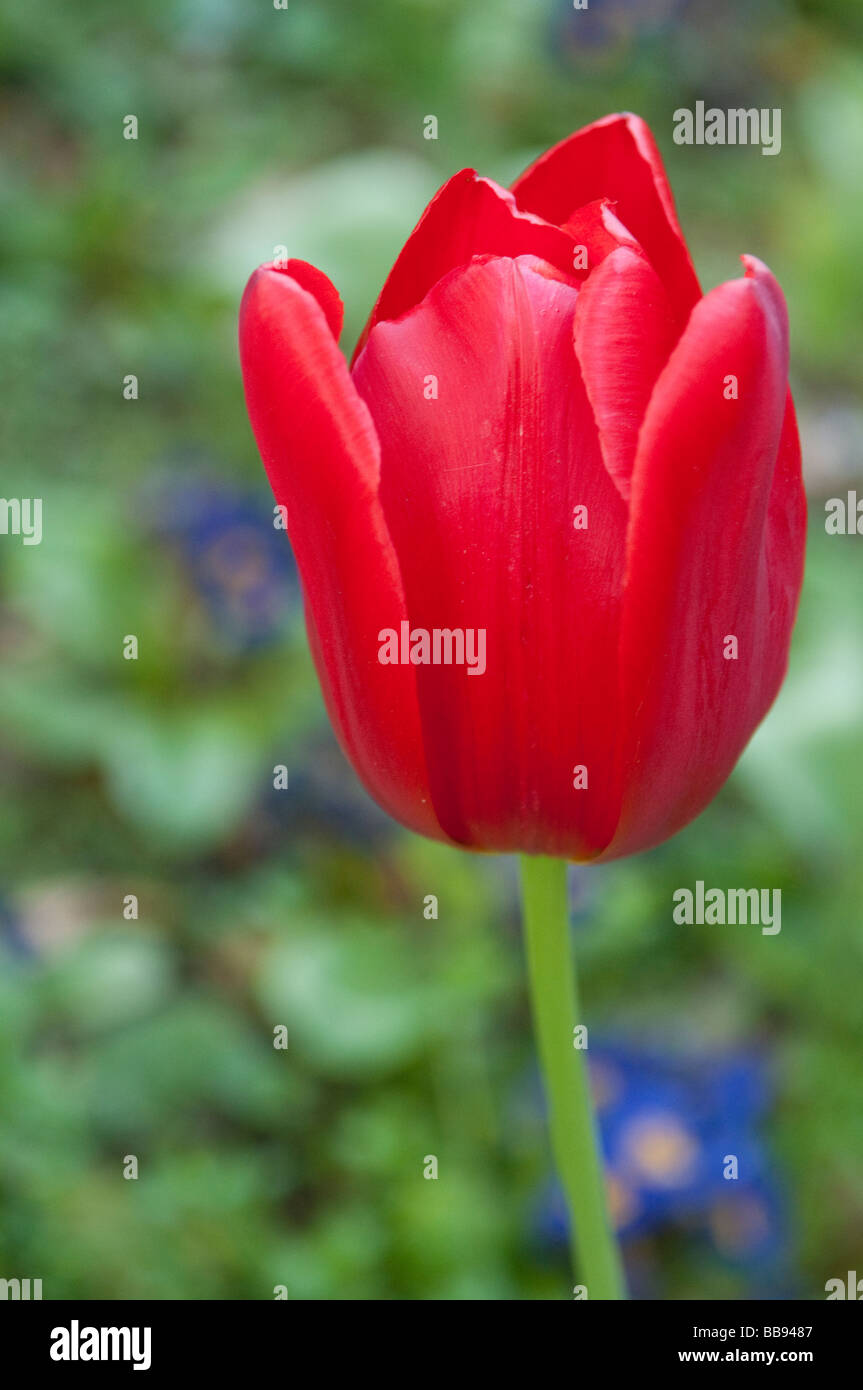 Stark flower hi-res stock photography and images - Alamy