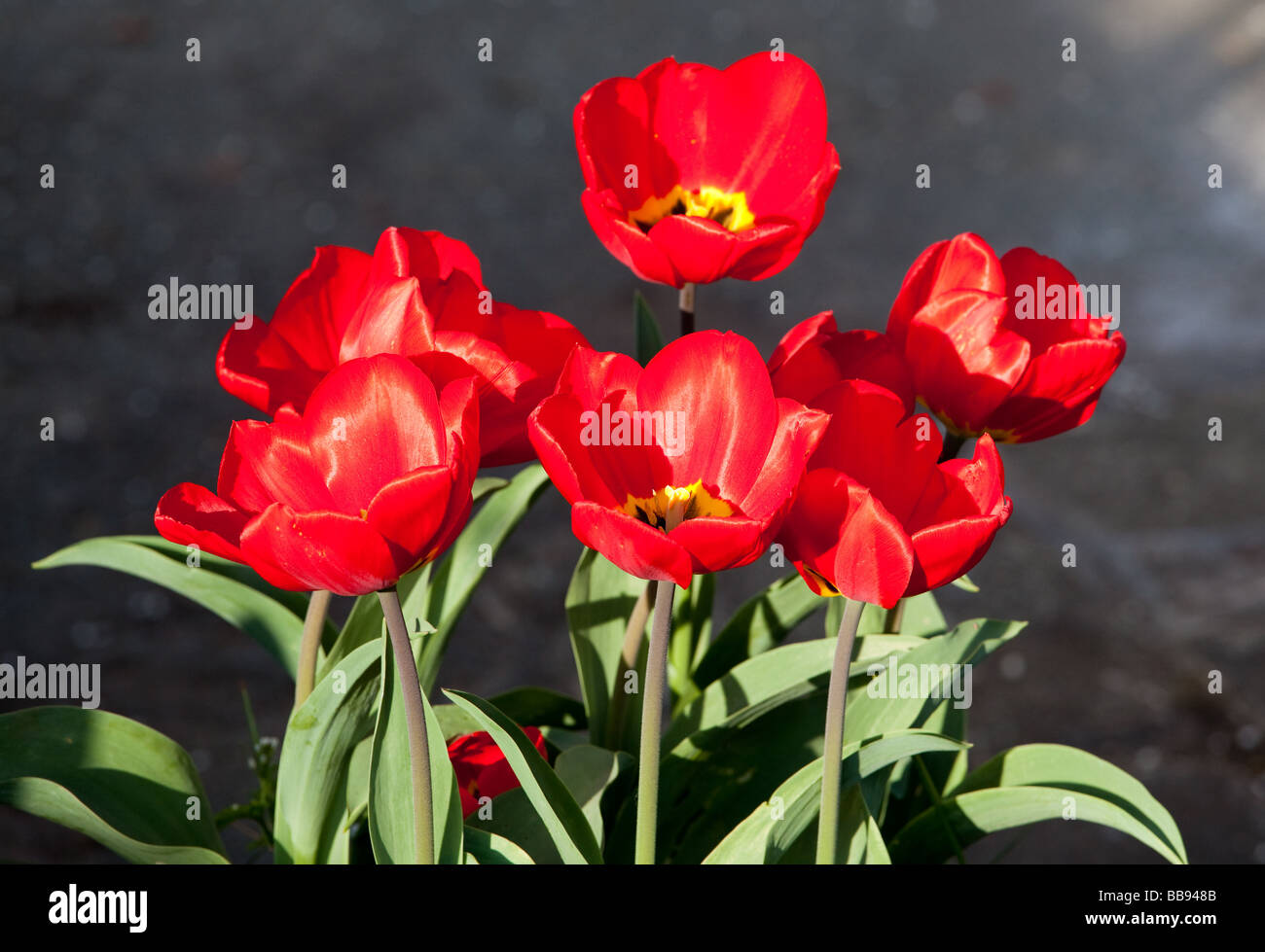 Tub of tulips Stock Photo - Alamy