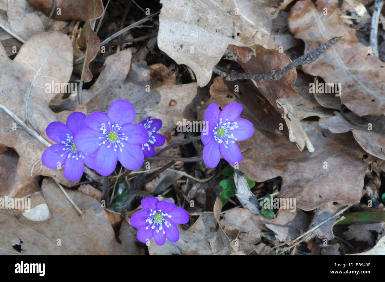 Hepatica flowers hi-res stock photography and images - Alamy