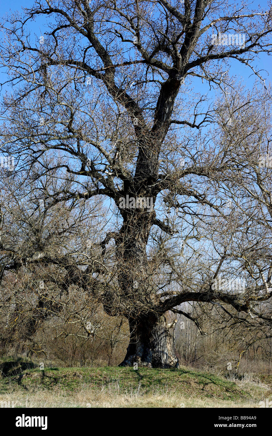 Early spring The tree is budding Stock Photo - Alamy