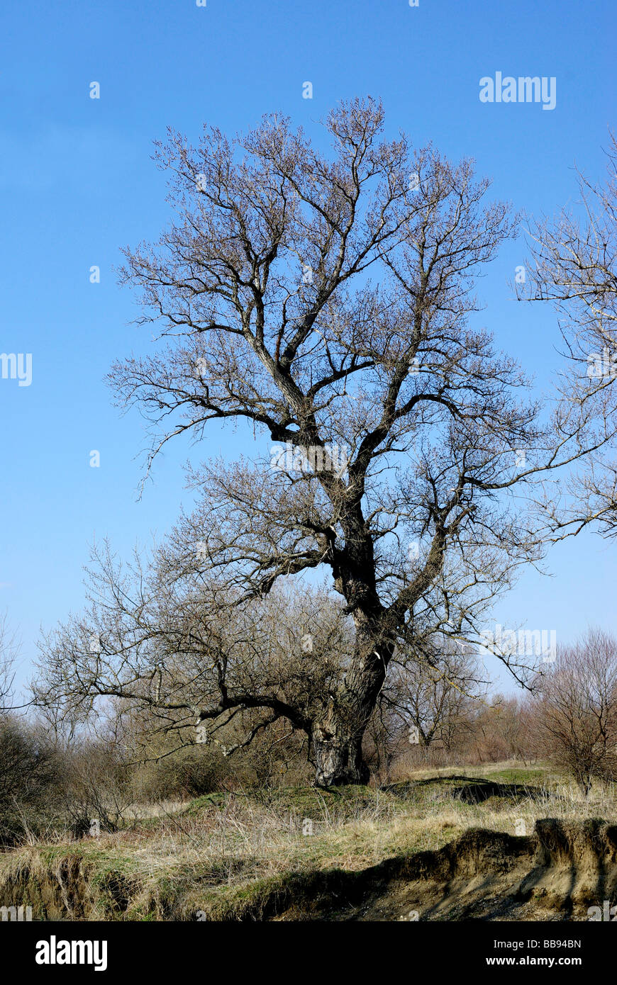 Early spring The tree is budding Stock Photo - Alamy