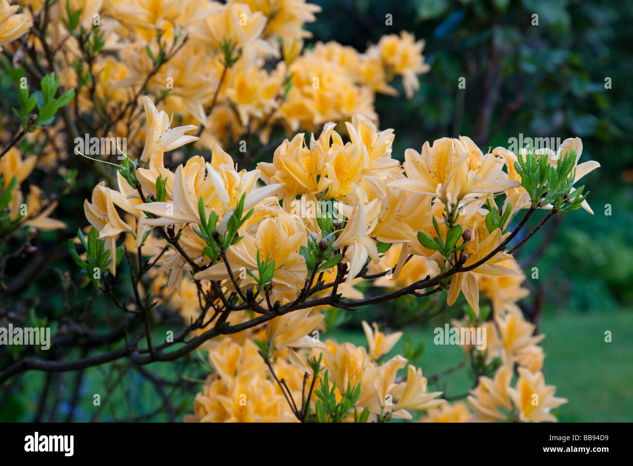 Fire azalea hi-res stock photography and images - Alamy
