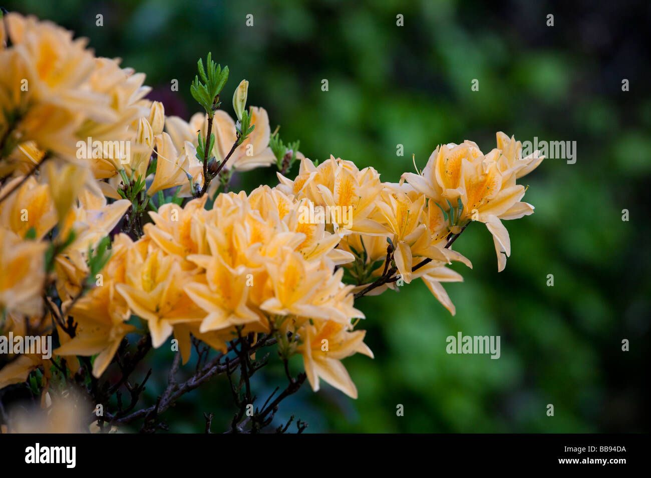 Fire azalea hi-res stock photography and images - Alamy