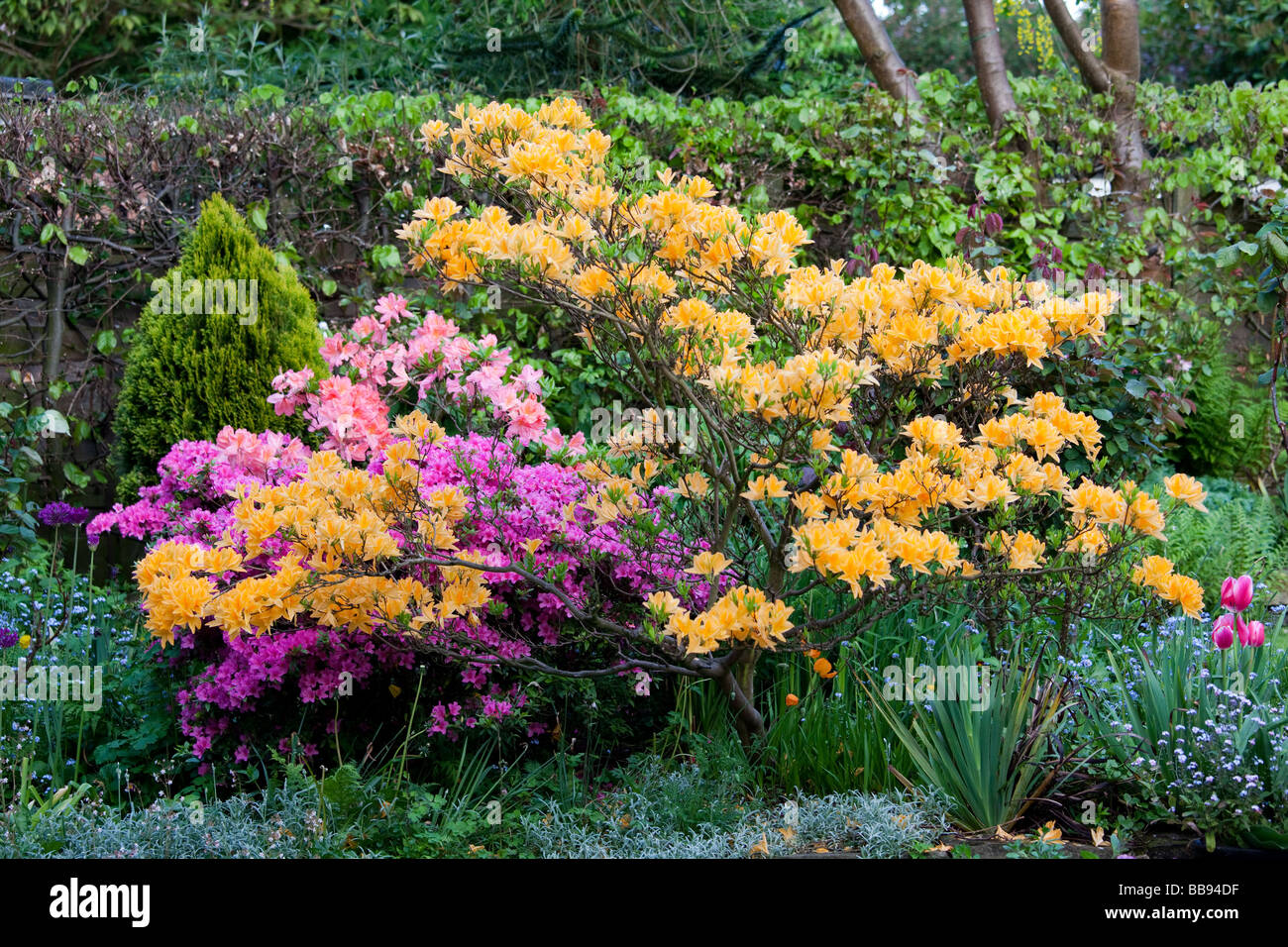 Yellow and red azaleas Stock Photo - Alamy