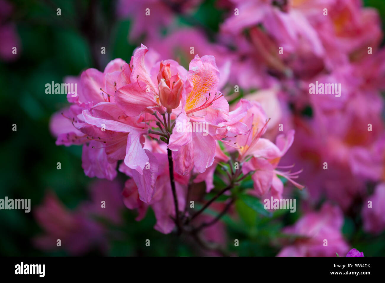 Azalea red leaves hi-res stock photography and images - Alamy