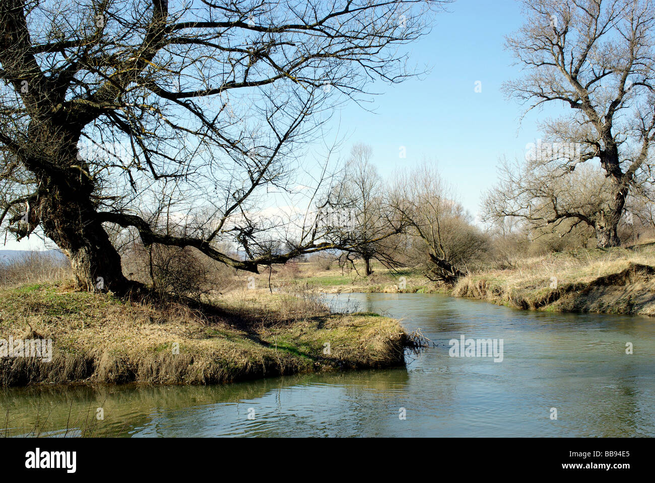Early spring The tree is budding Stock Photo - Alamy