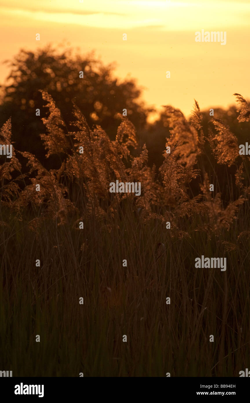 Rushes growing hi-res stock photography and images - Alamy