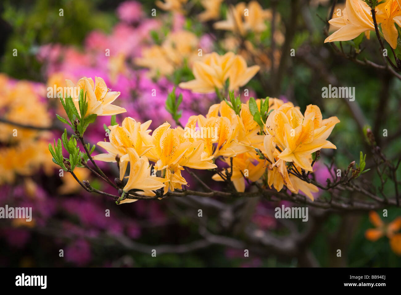 Deciduous azaleas hi-res stock photography and images - Alamy