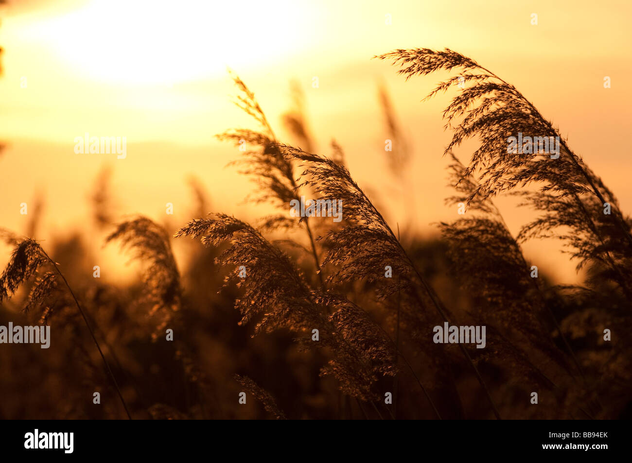 Rushes growing hi-res stock photography and images - Alamy