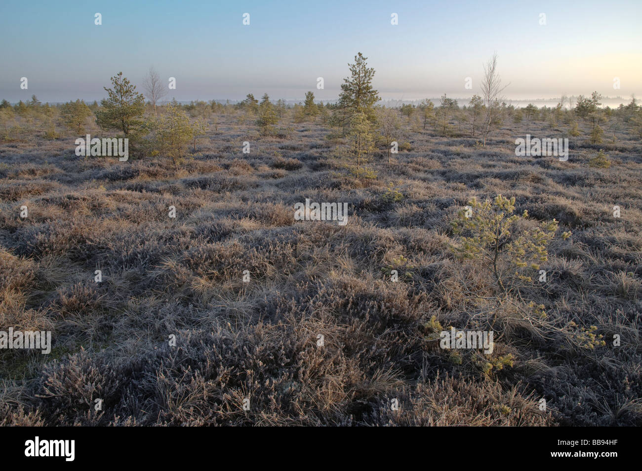 raised bog at dawn Stock Photo - Alamy