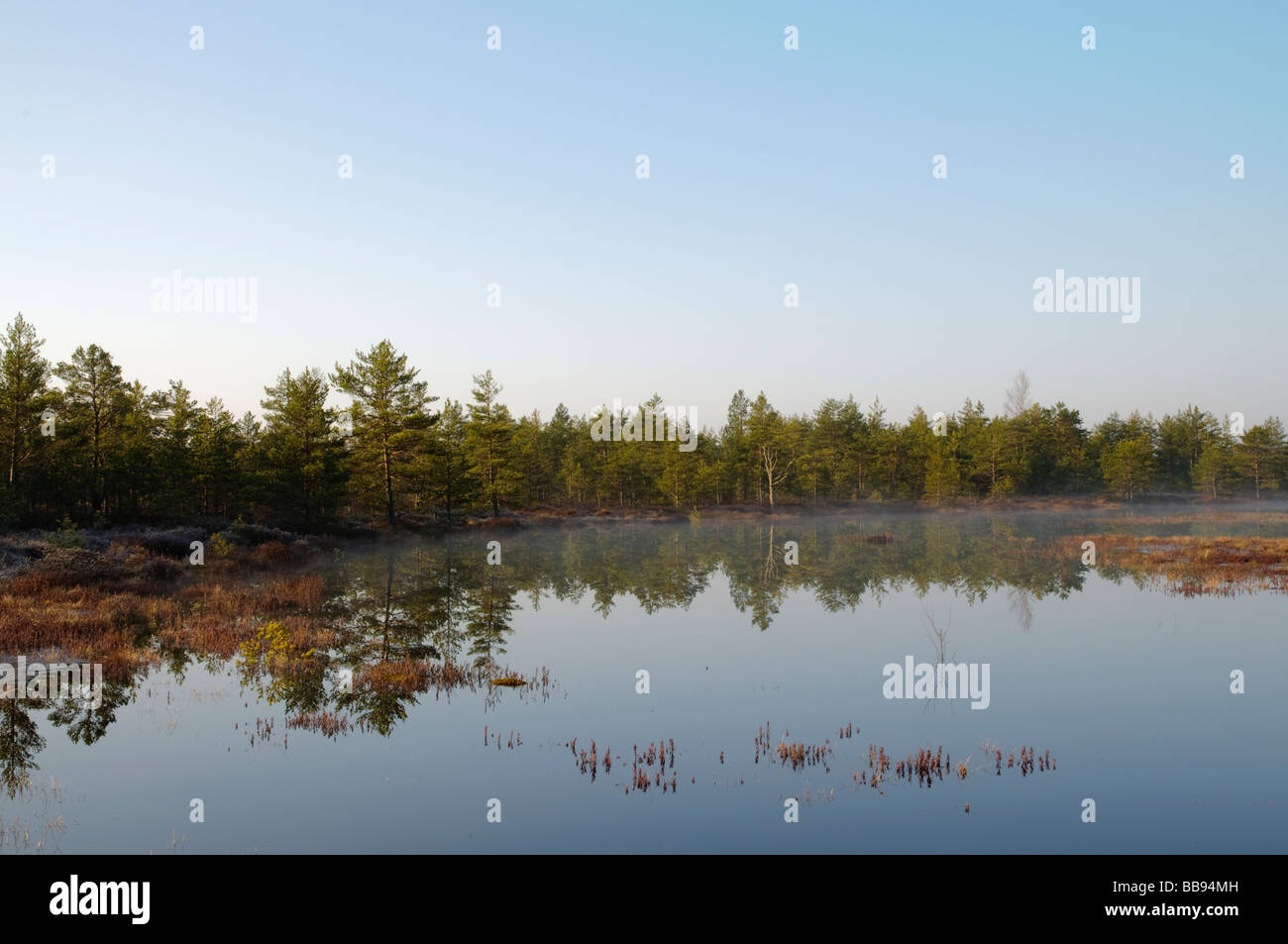Bog lake at dawn in Raganu mire Kemeri national park Stock Photo - Alamy