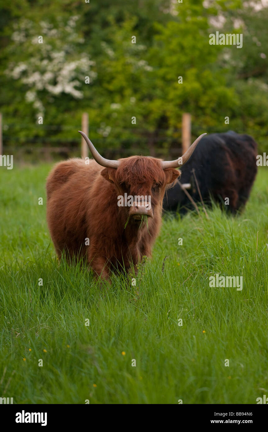 Steer horns hi-res stock photography and images - Alamy
