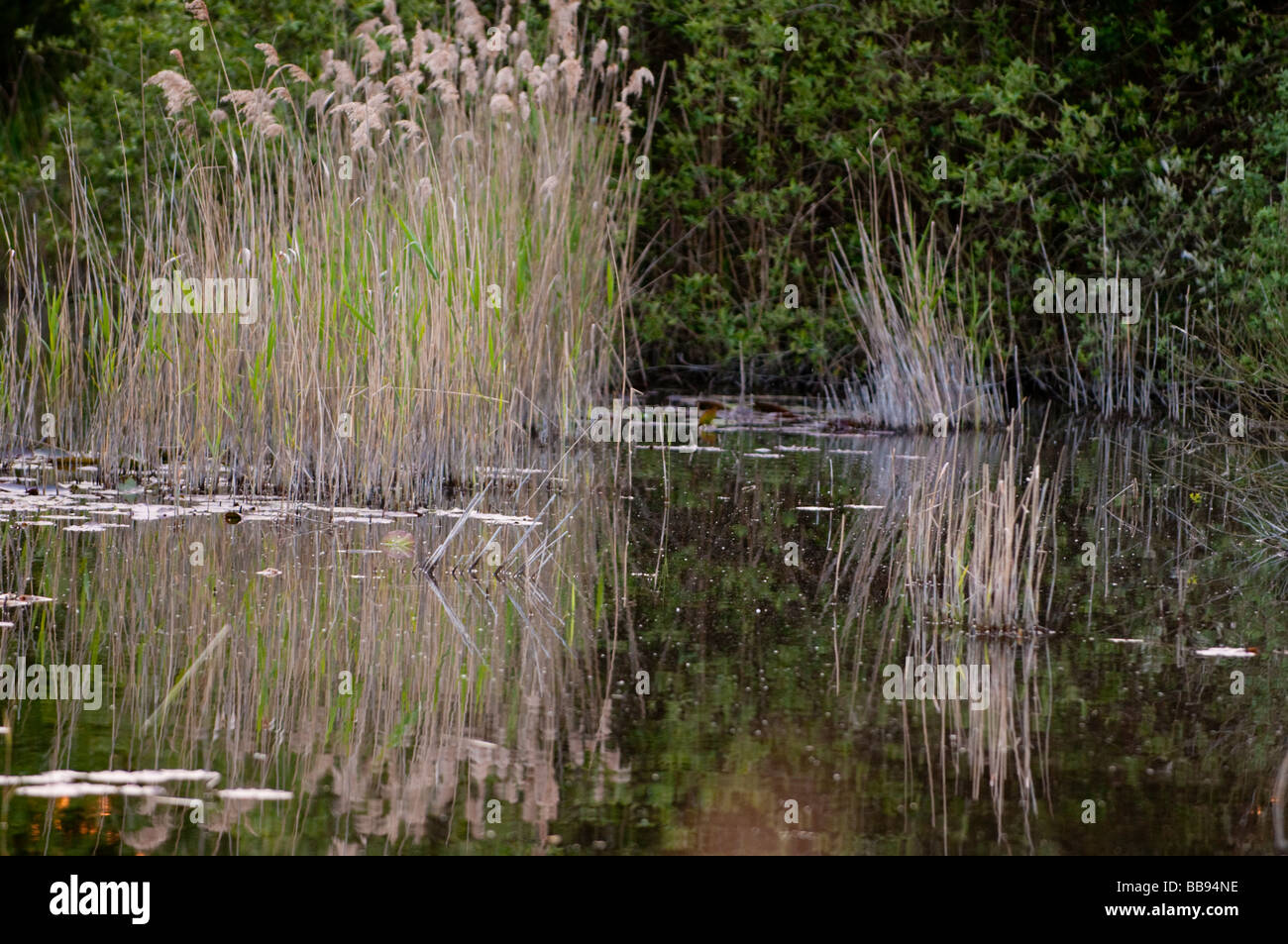 Rushes growing in pond on the fens near ely Stock Photo - Alamy