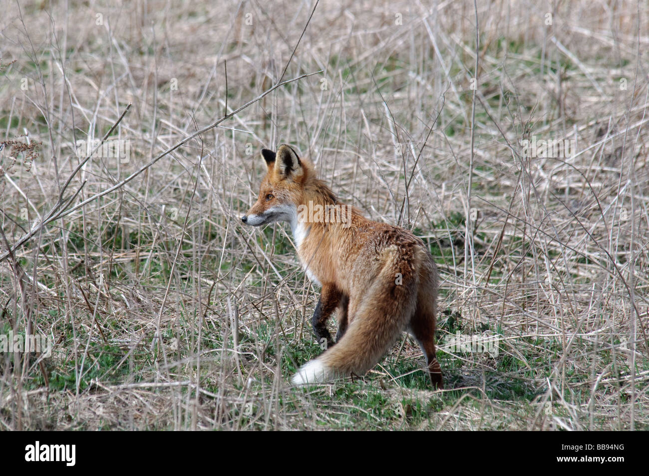 Red Fox Hunting Prey High Resolution Stock Photography and Images - Alamy