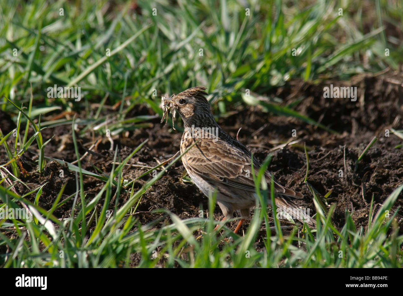 Common Skylark Alauda arvensis collecting nest material Stock Photo - Alamy