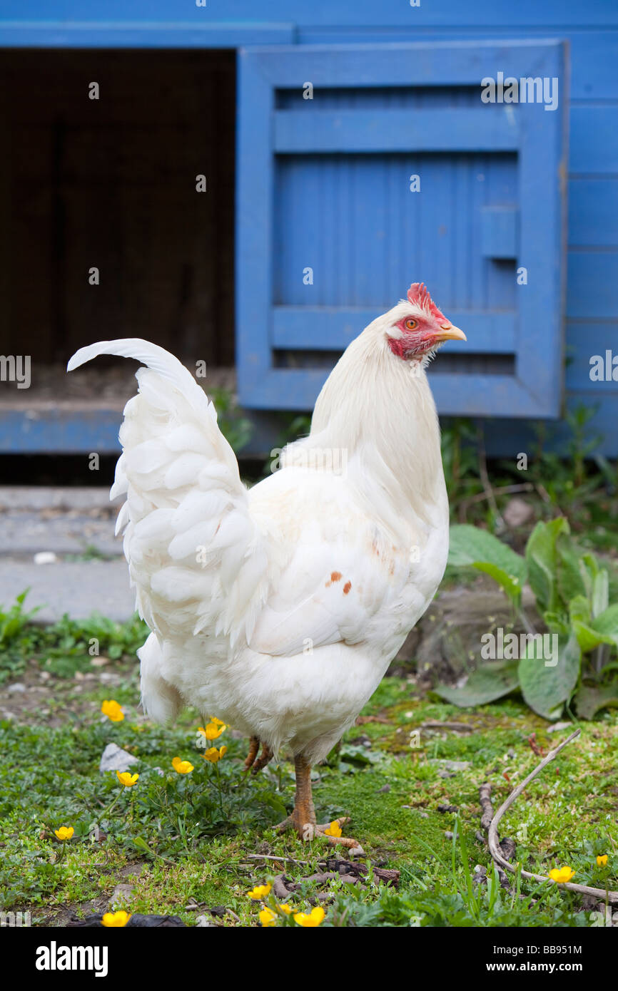 Free range hens and a hen house in the rydal Hall Community Vegetable ...
