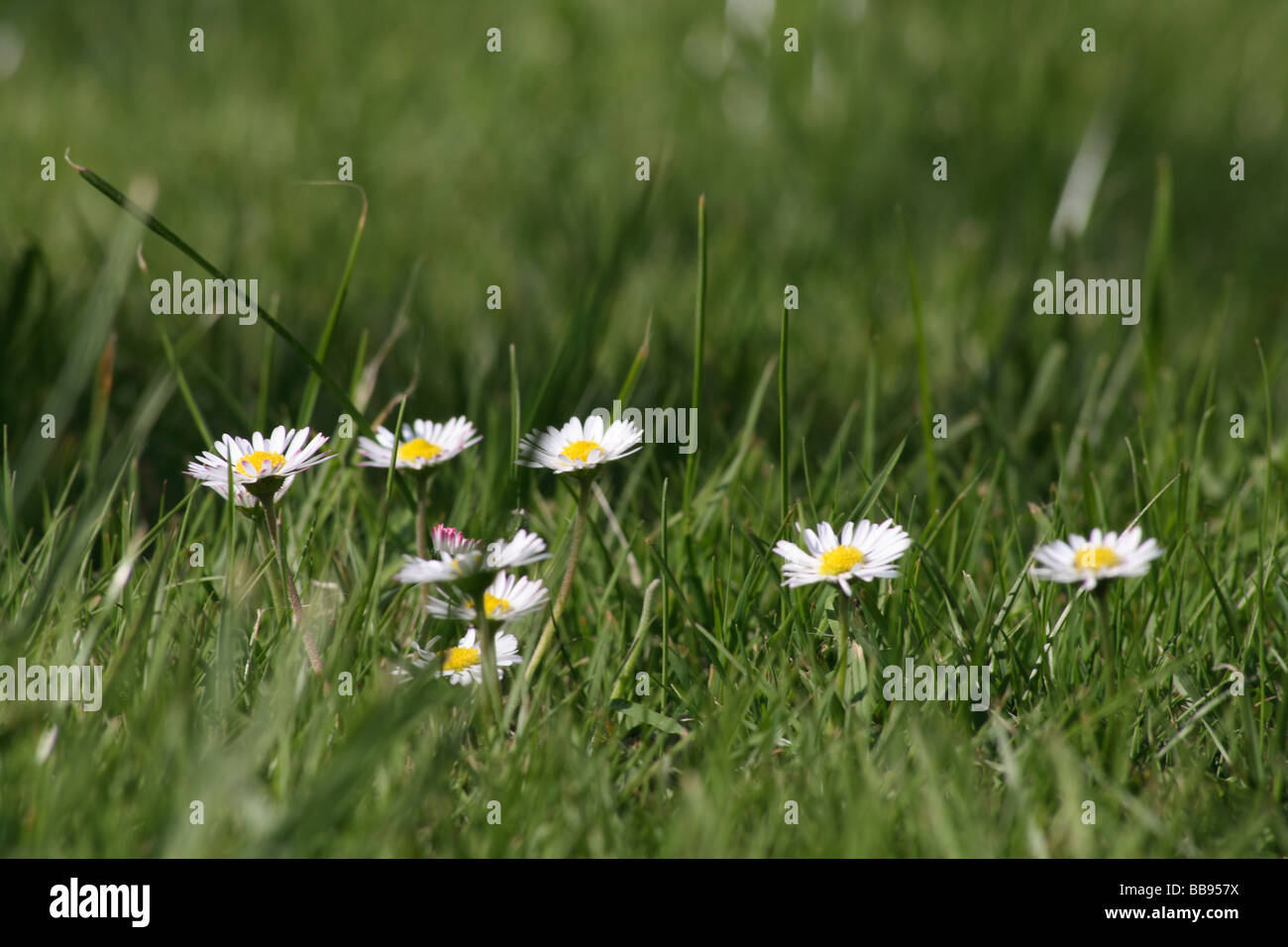 Daisies in green grass Stock Photo - Alamy