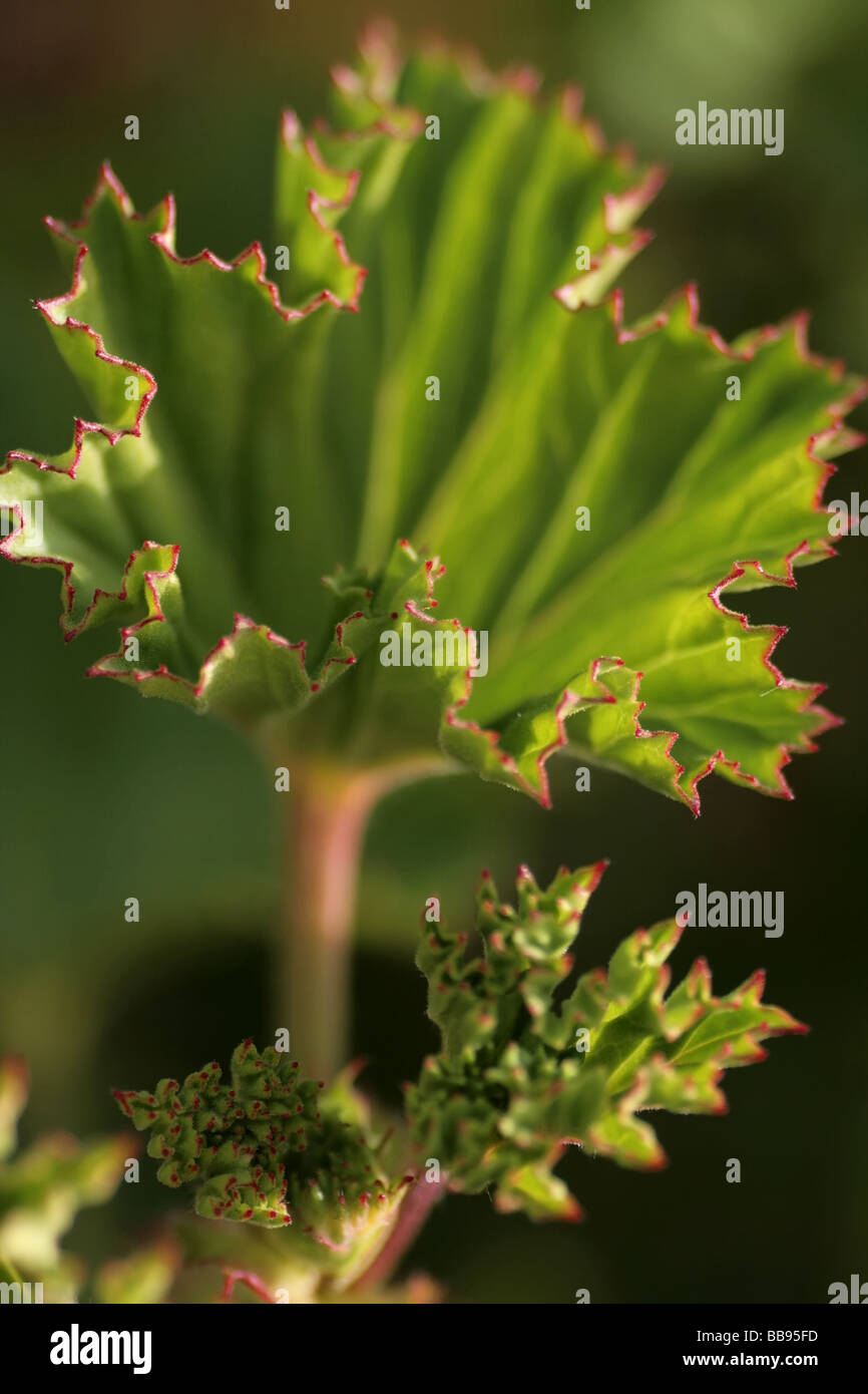 Geranium Leaves - macro portrait Stock Photo - Alamy