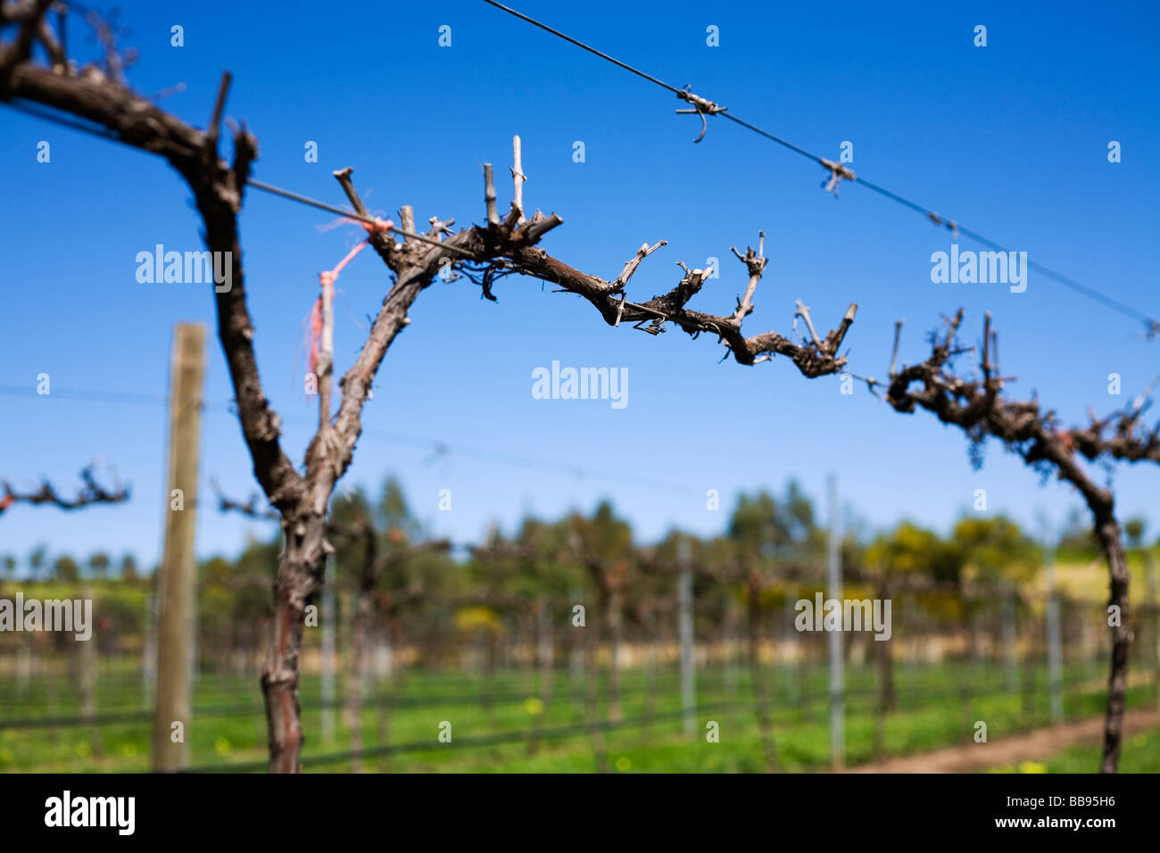 Grapevines in the Barossa Valley, South Australia, AUSTRALIA Stock ...
