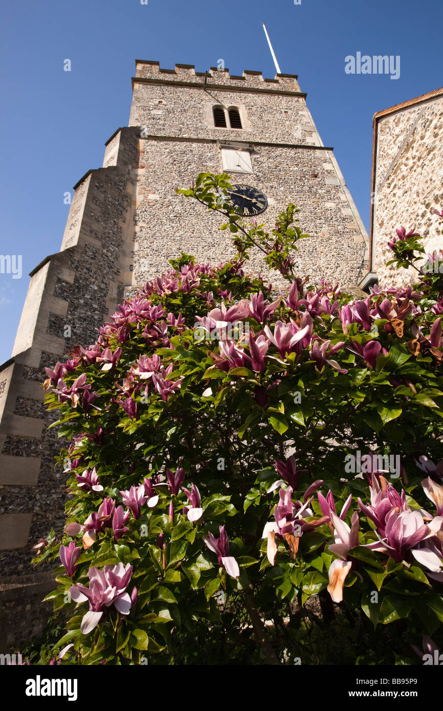 England Berkshire Cookham Holy Trinity Parish Church magnolia ...