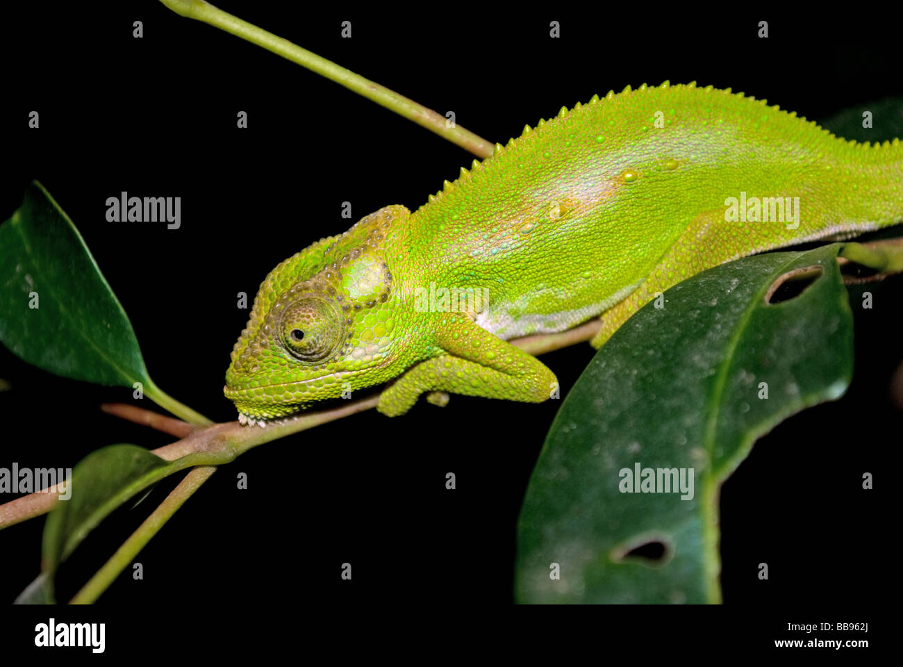 Lizard of western cape hi-res stock photography and images - Alamy