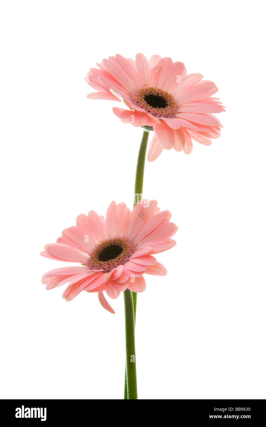 Two pink gerberas isolated against white background Stock Photo - Alamy