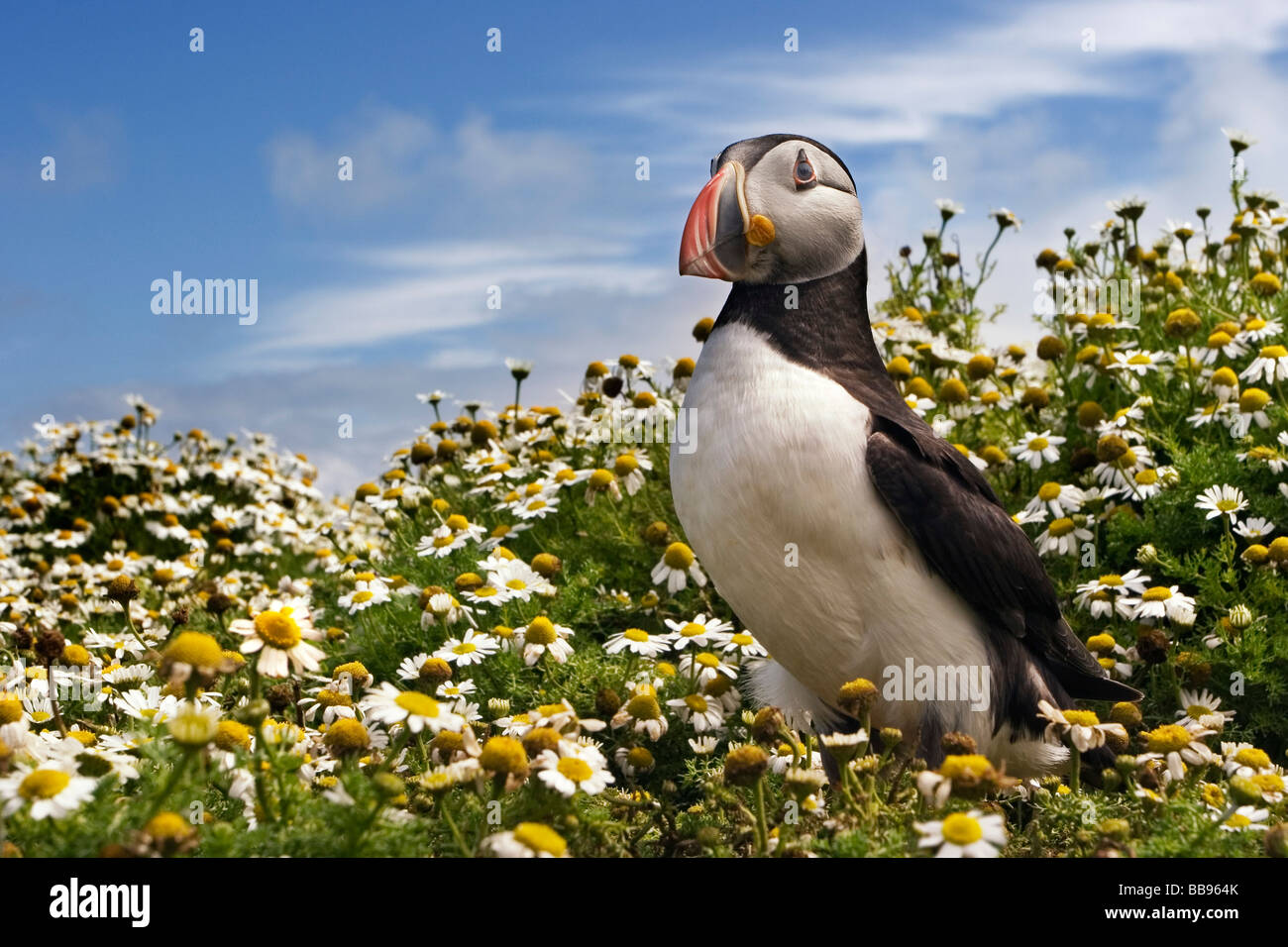 Puffin in field of daisies on Skomer Island Stock Photo - Alamy