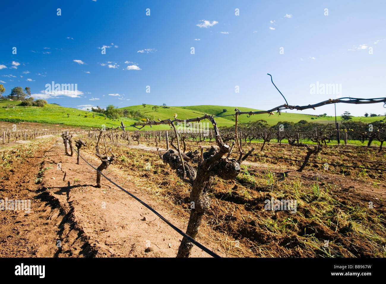 Vineyard south australia landscape hi-res stock photography and images ...