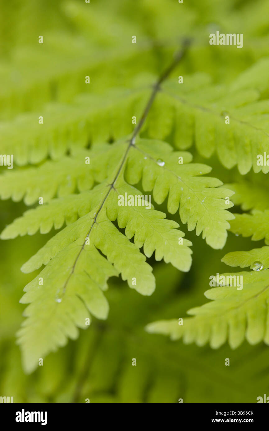 Glen nant national nature reserve hi-res stock photography and images ...