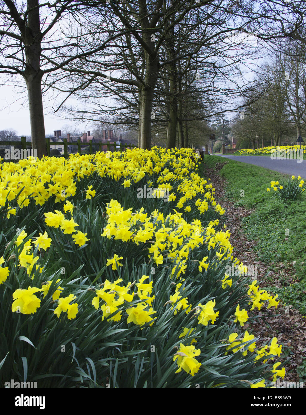 Yellow daffodil wild flowers growing wild in the countryside Stock ...