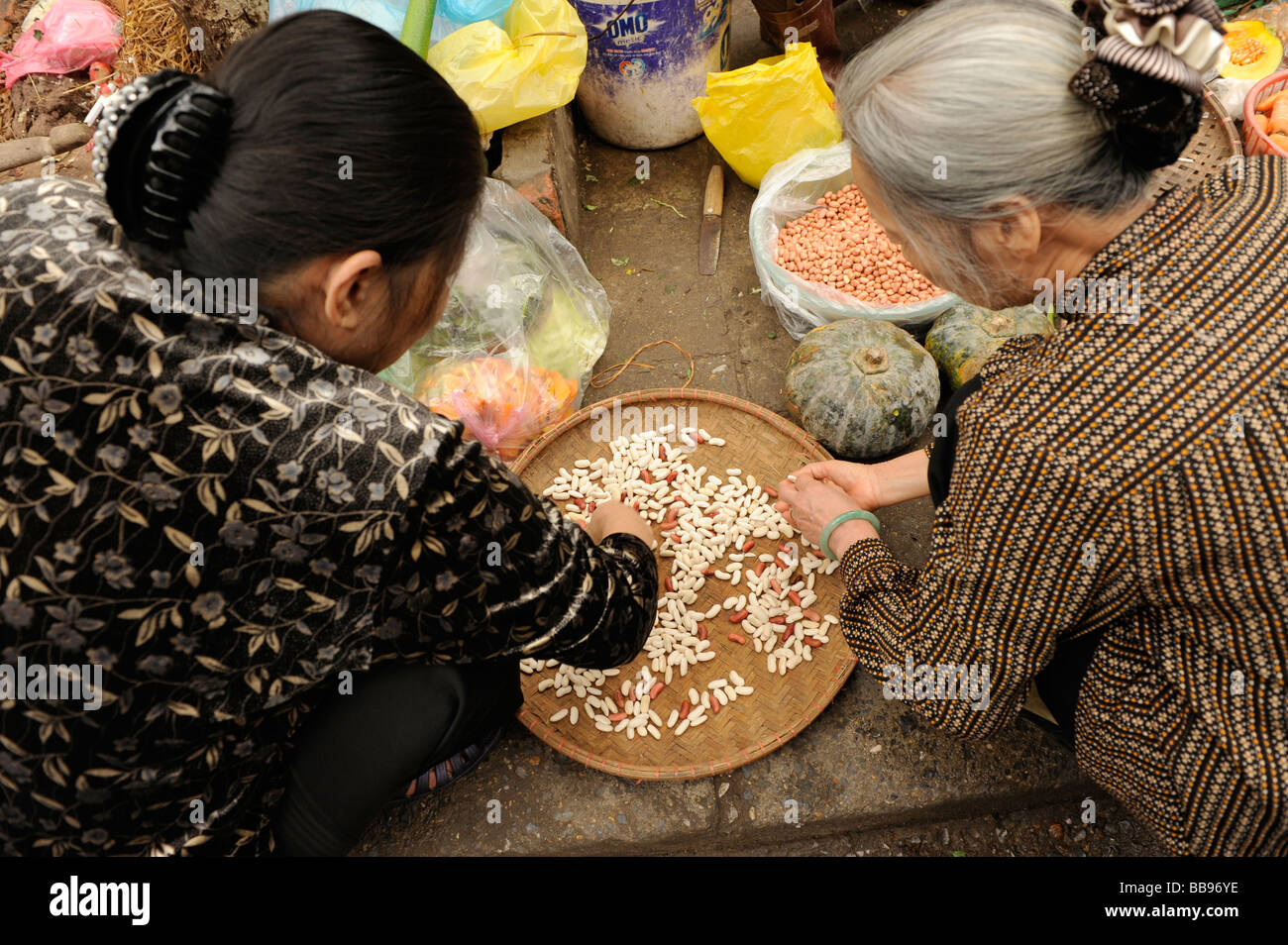 vietnamese old ladies collecting haricot beans to buy fresh market in ...