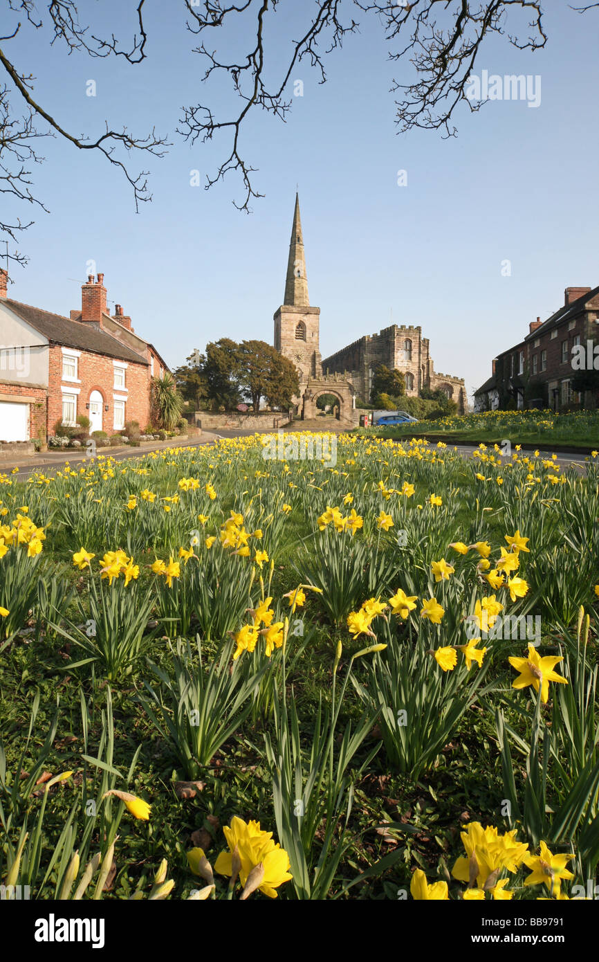 Spring Daffodils on the Village Green with the church in the background ...