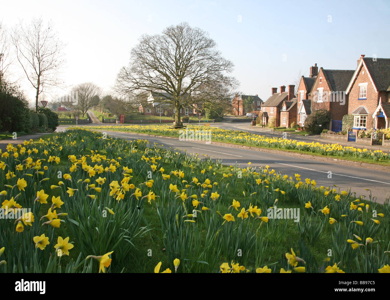 Spring Daffodils on the Village Green at Astbury, Cheshire, England ...