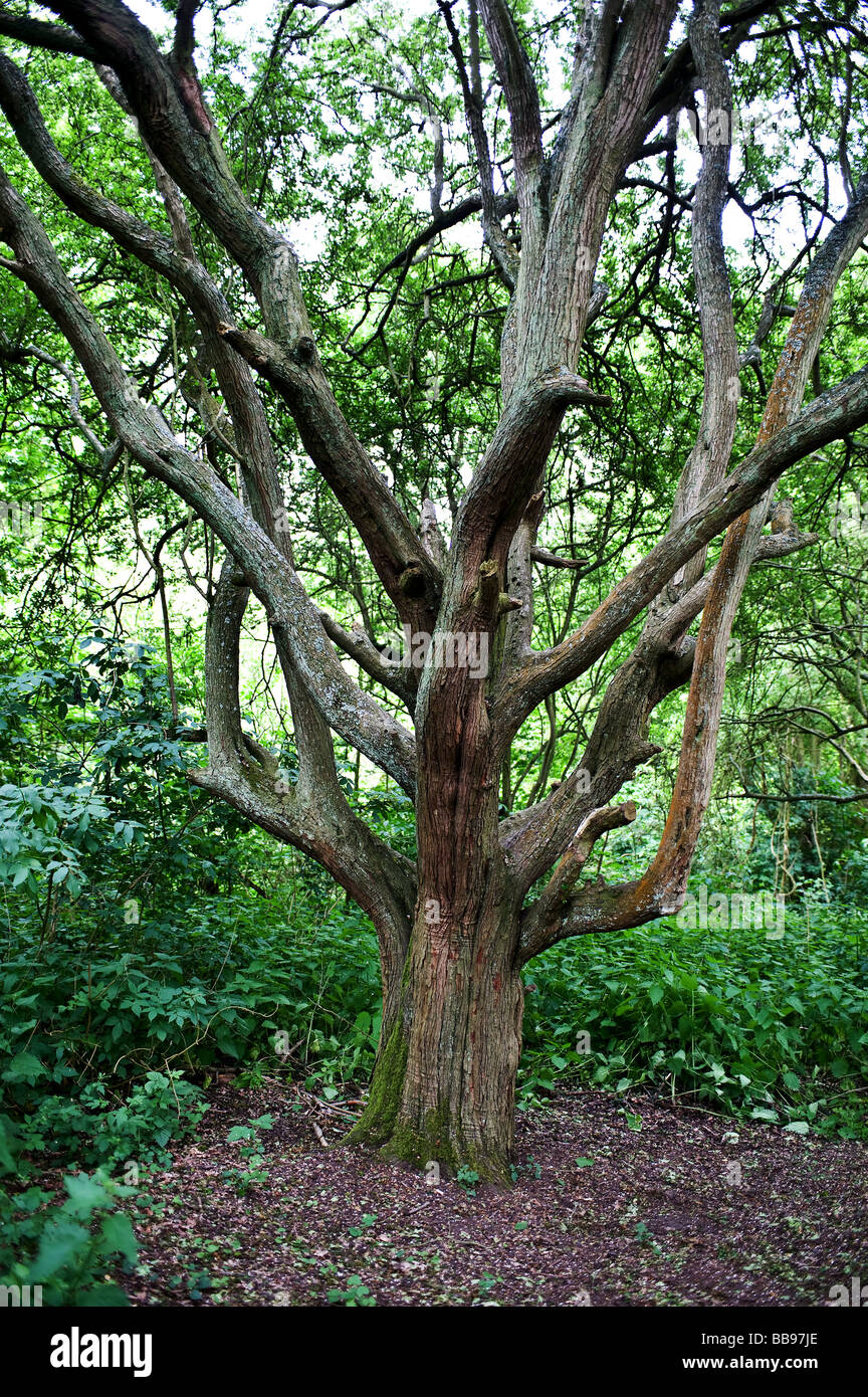 Gnarled tree bark hi-res stock photography and images - Alamy